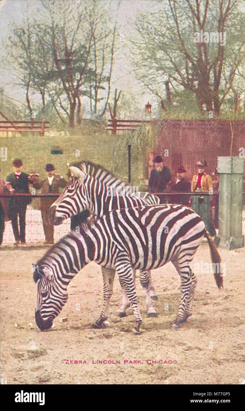 A photograph of a zebra at Lincoln Park Zoo in Chicago, showcasing the ...