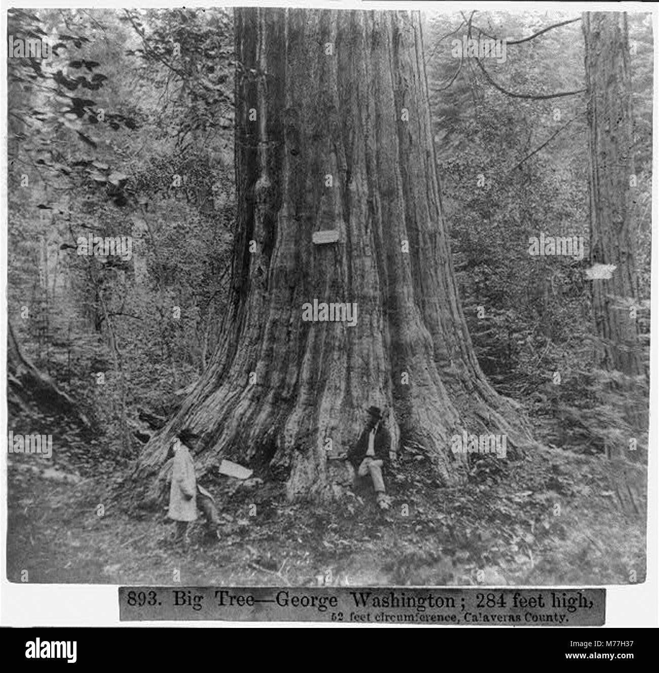 The Big Tree, named after George Washington, located in Calaveras ...