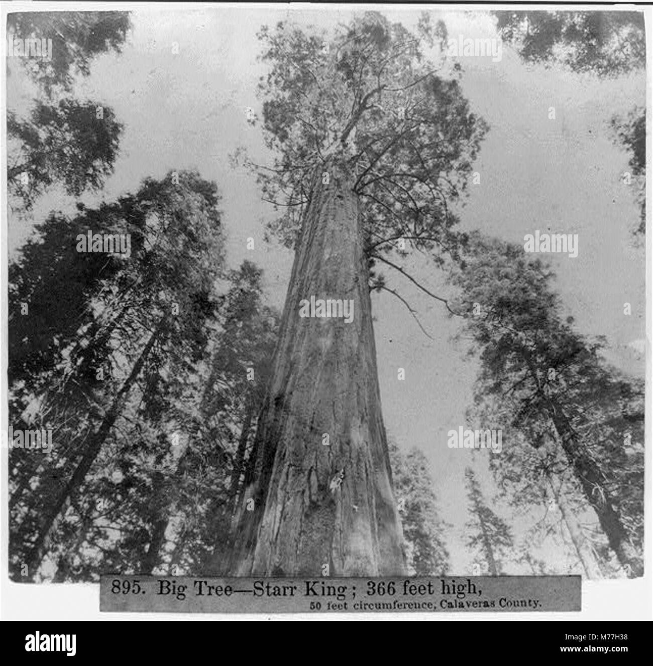 The Big Tree-Starr King, located in Calaveras County, is a giant ...