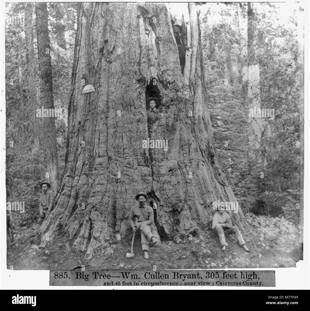 Circumference 45 feet hi-res stock photography and images - Alamy