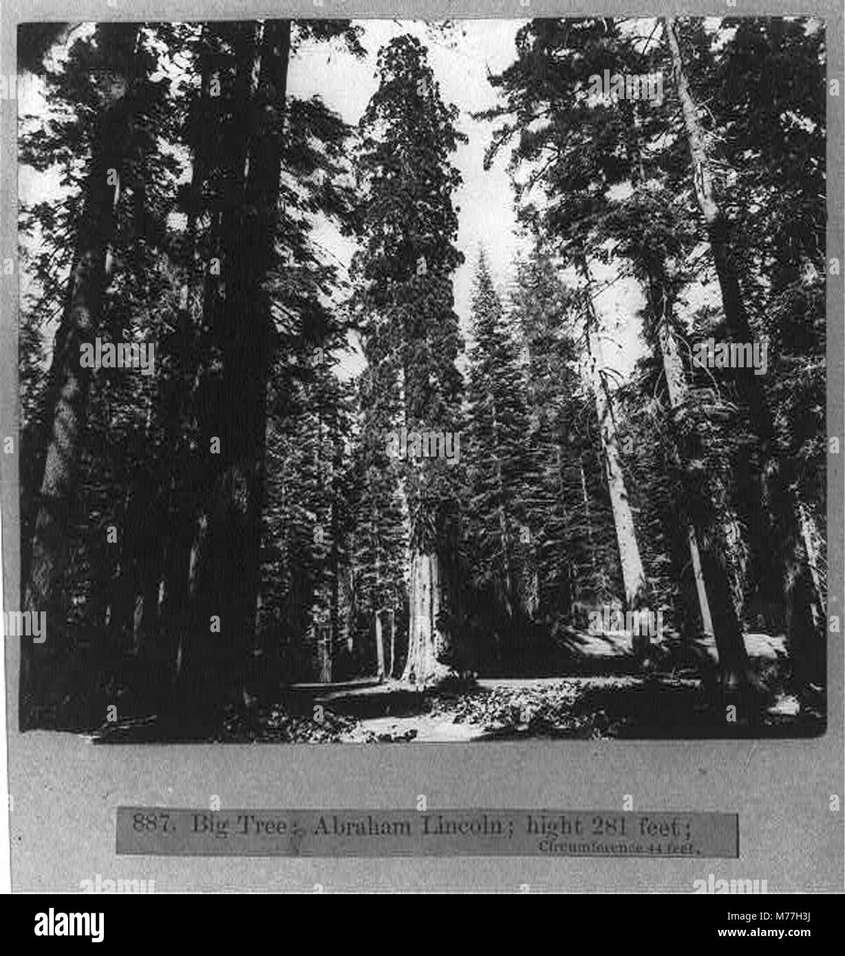 The 'Abraham Lincoln' tree, a massive and symbolic tree, serves as a ...