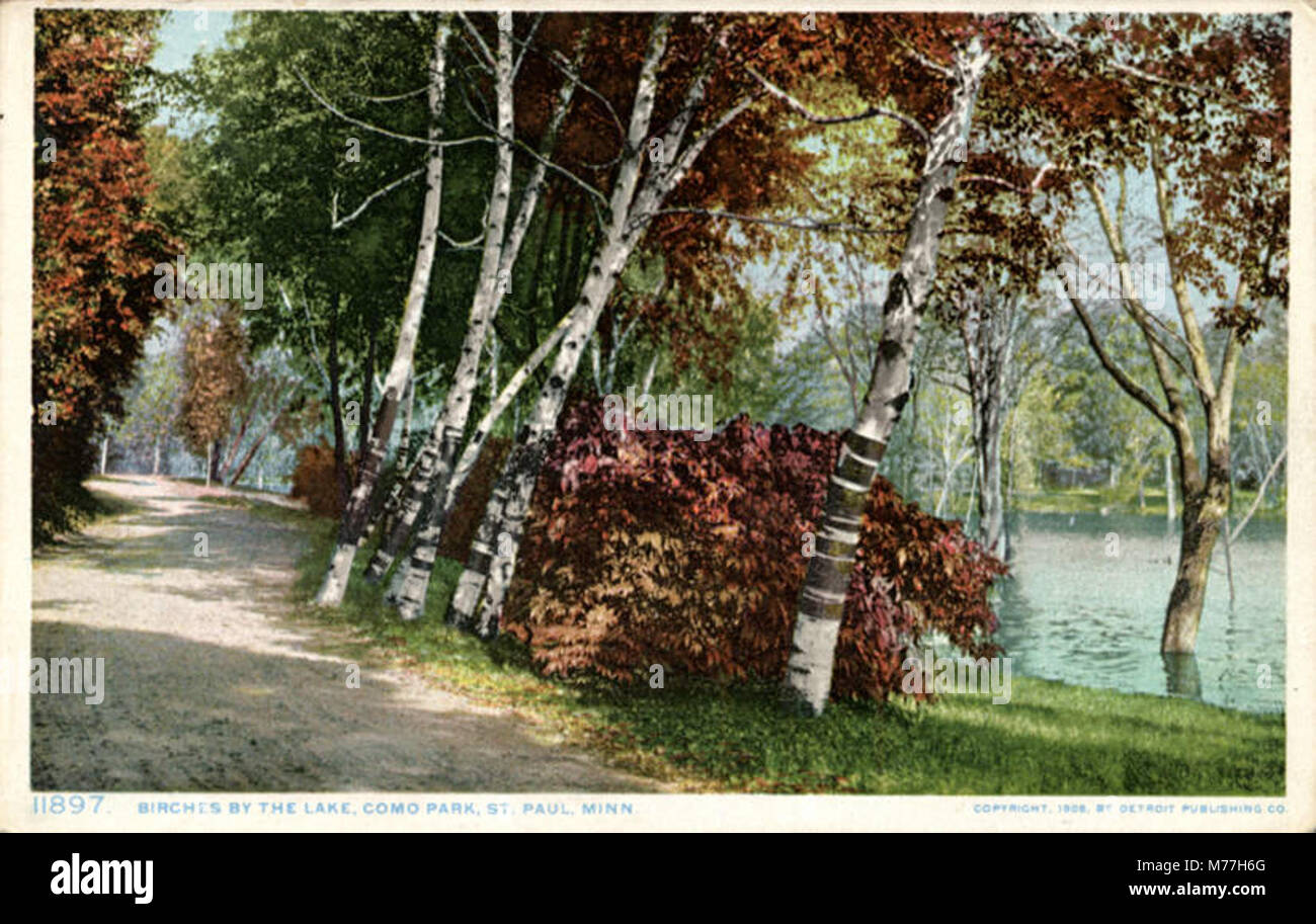 A scenic view of birch trees along the lake in Como Park, showcasing ...