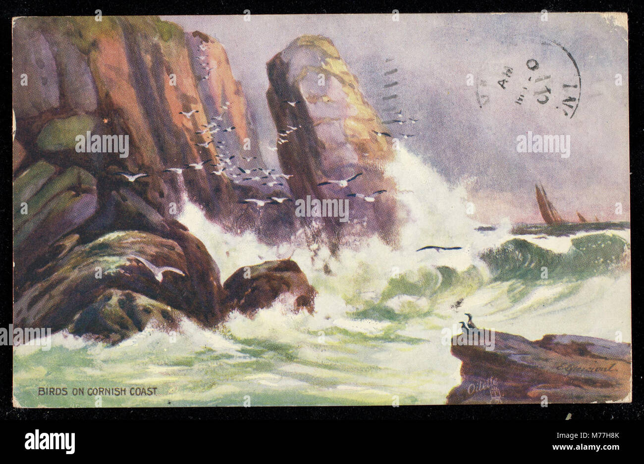 A photograph of birds on the Cornish coast, capturing the natural ...