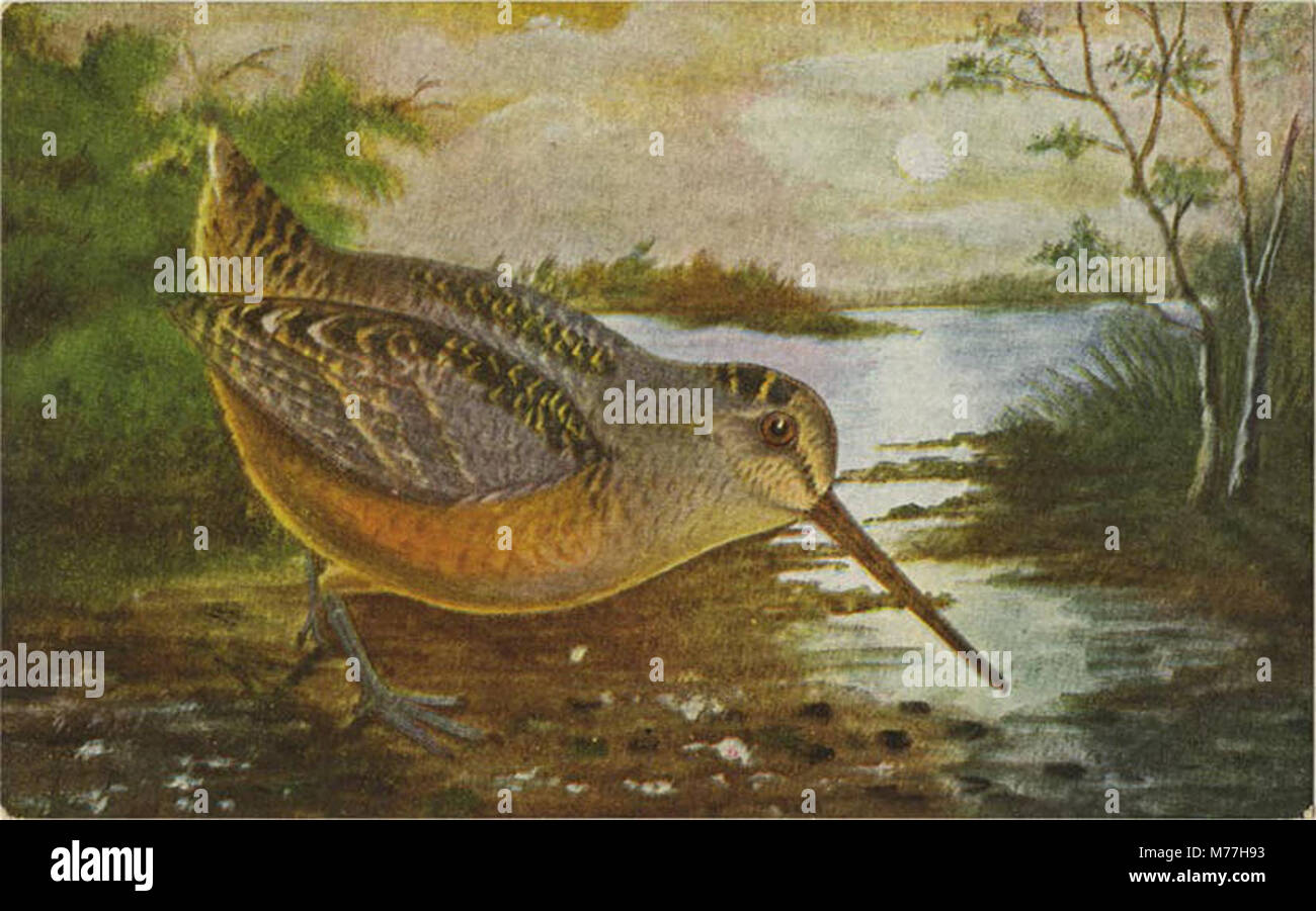 A collection of colored bird postcards, showcasing various species ...