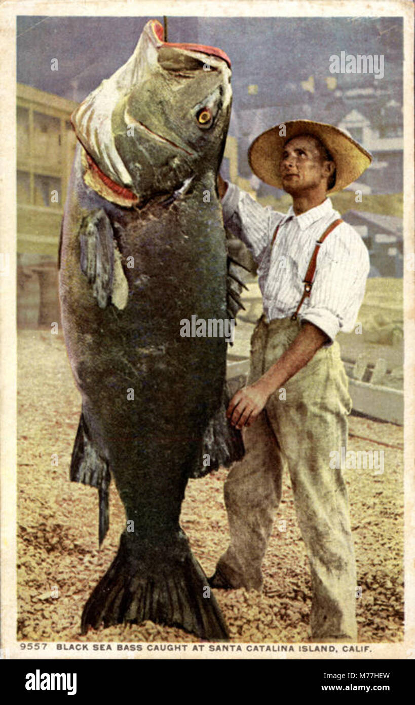 A photograph of a Black Sea Bass caught off the coast of Santa Catalina ...