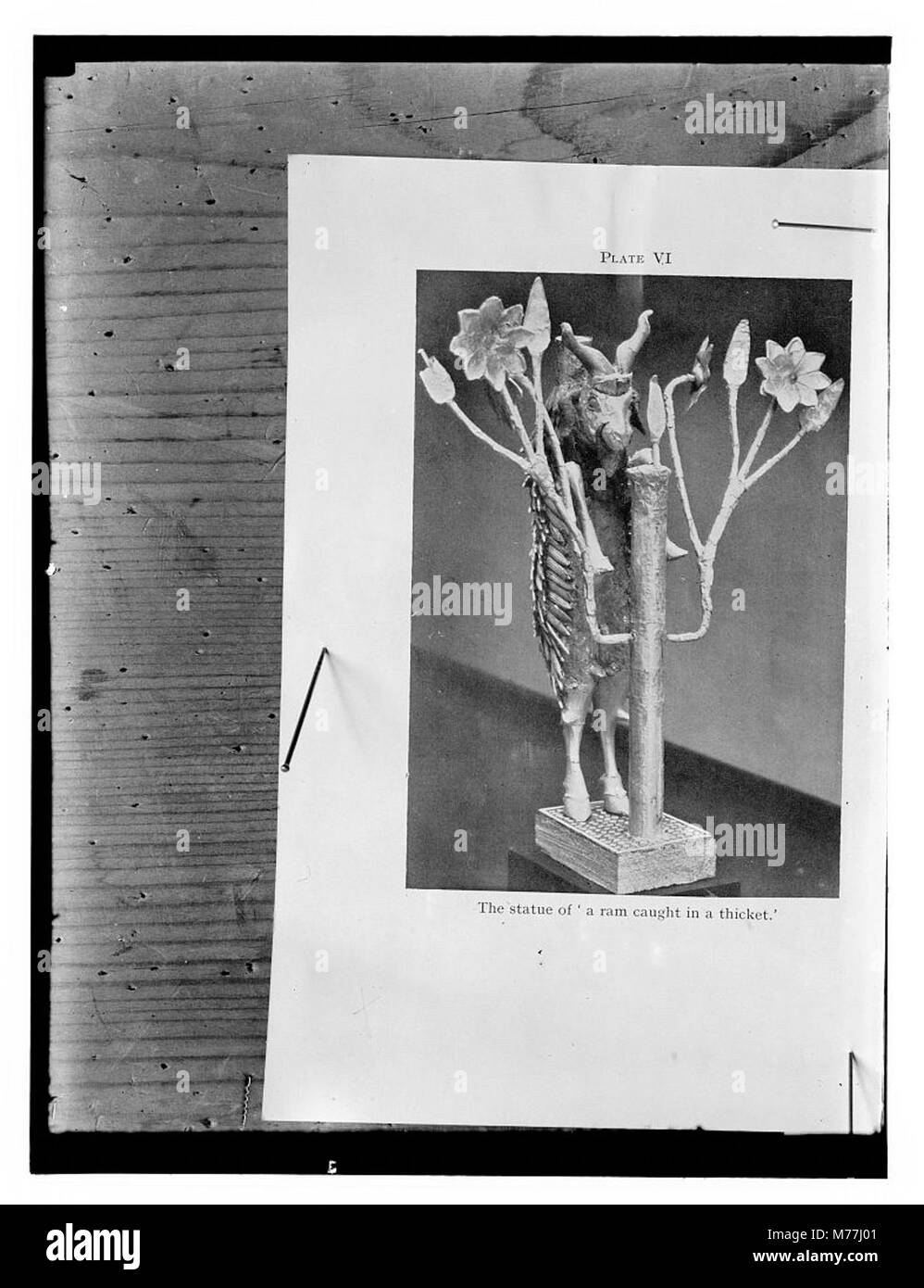 Ram caught in a thicket hi-res stock photography and images - Alamy