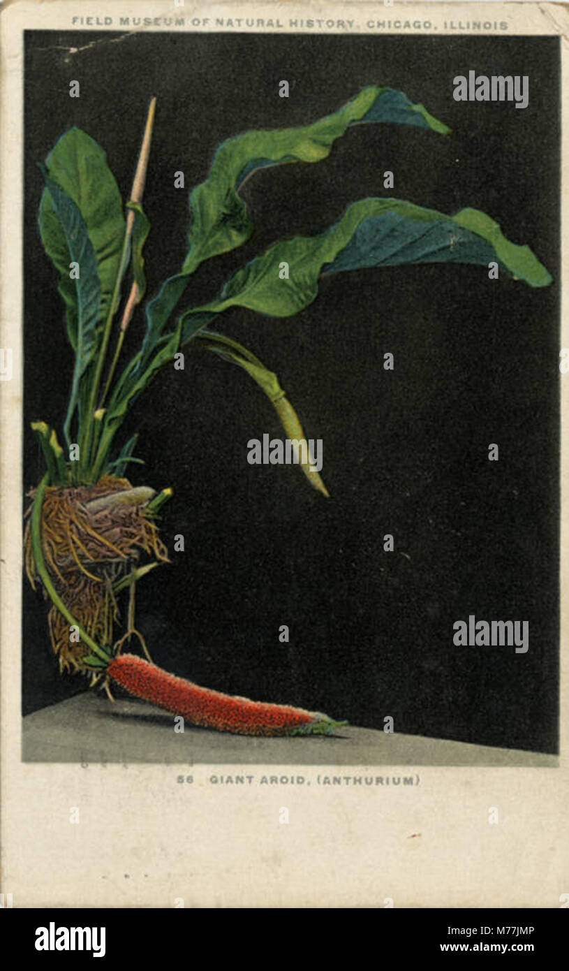 Plant specimen display museum hi-res stock photography and images - Alamy