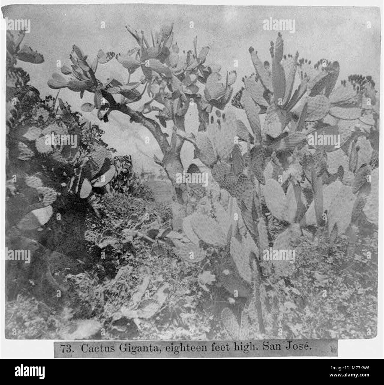 This image shows a towering 18-foot-high Cactus Giganta located in San ...