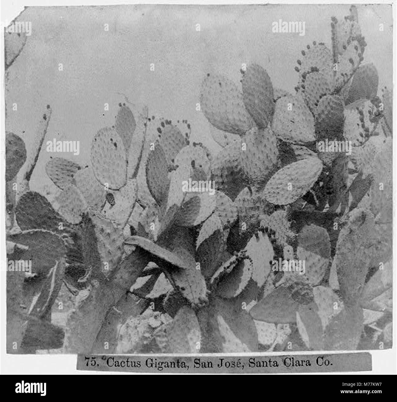 A photograph of Cactus Giganta, a species of giant cactus native to the ...