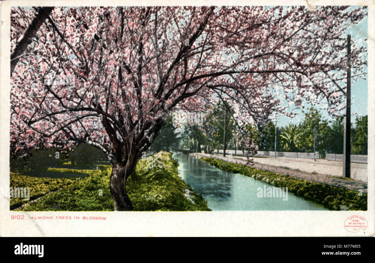 The photograph shows almond trees in full bloom in California ...