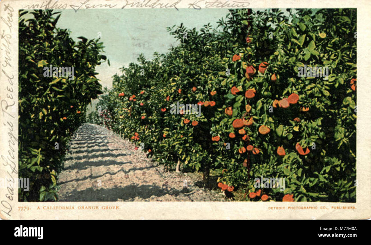 This photograph shows an orange grove in California, showcasing the ...
