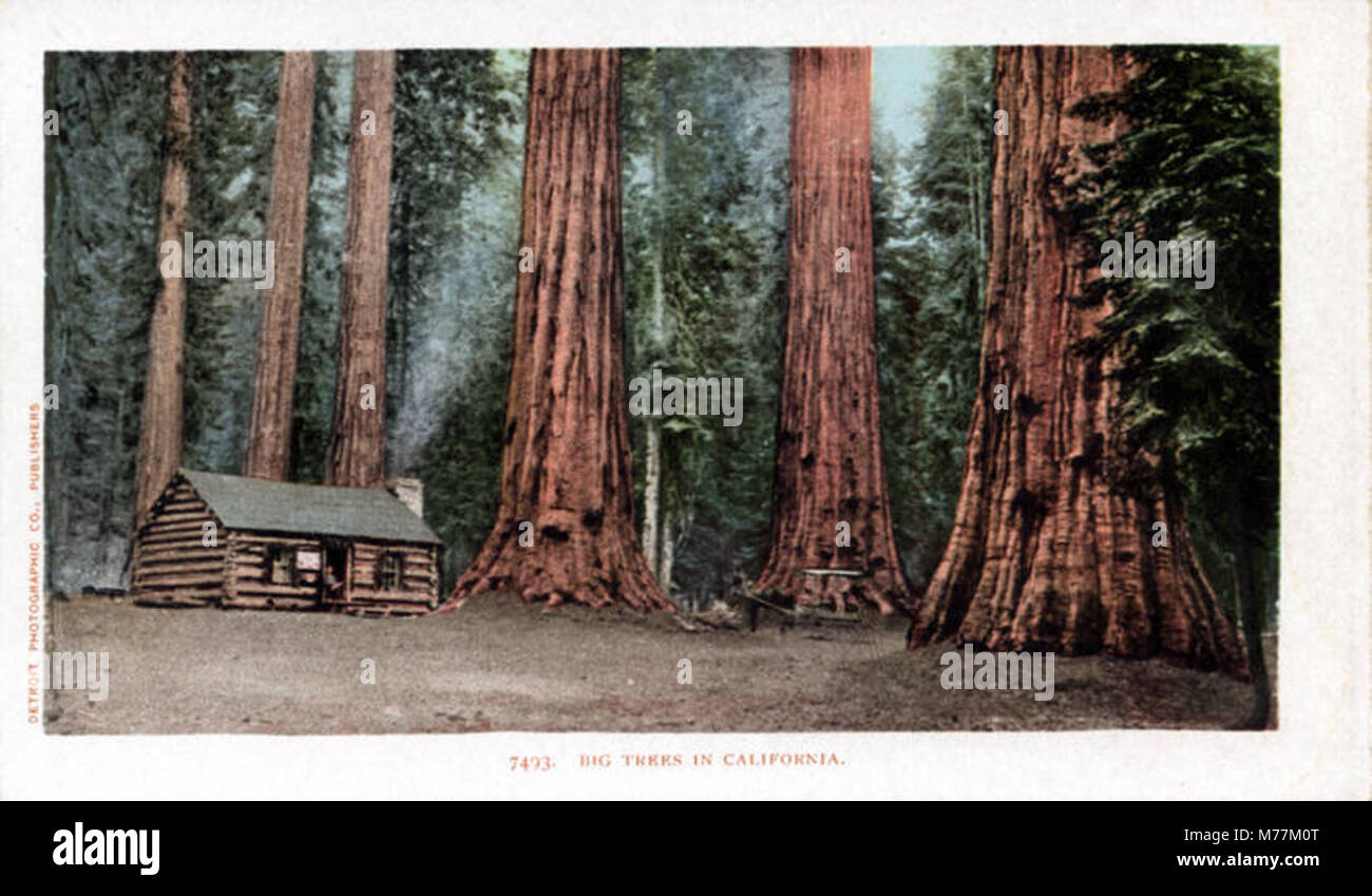 The image showcases the grandeur of California's Big Trees ...
