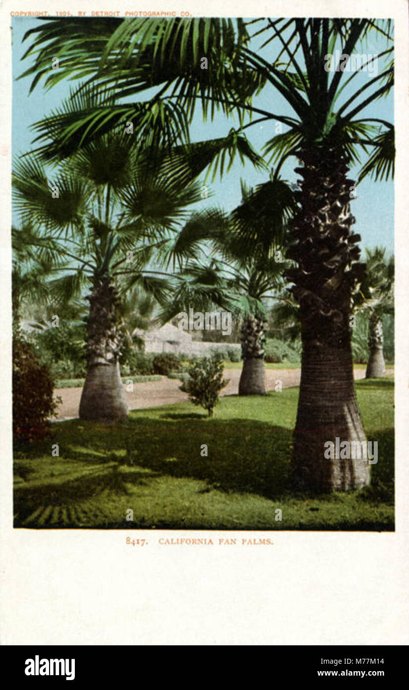 A photograph showcasing California's fan palms, emphasizing the unique ...