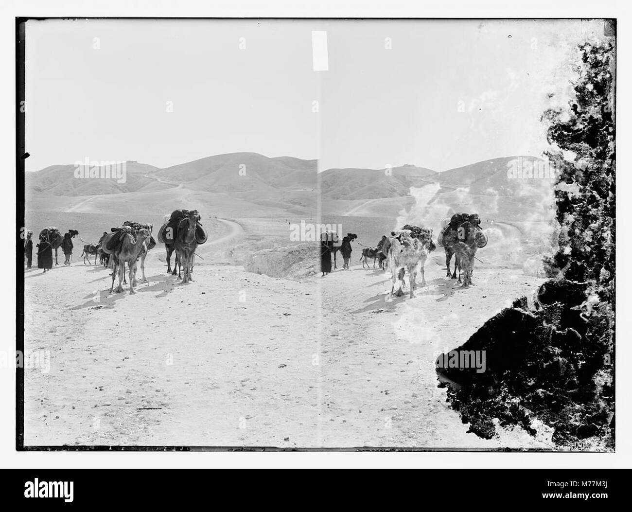 Photo of a camel Black and White Stock Photos & Images - Alamy