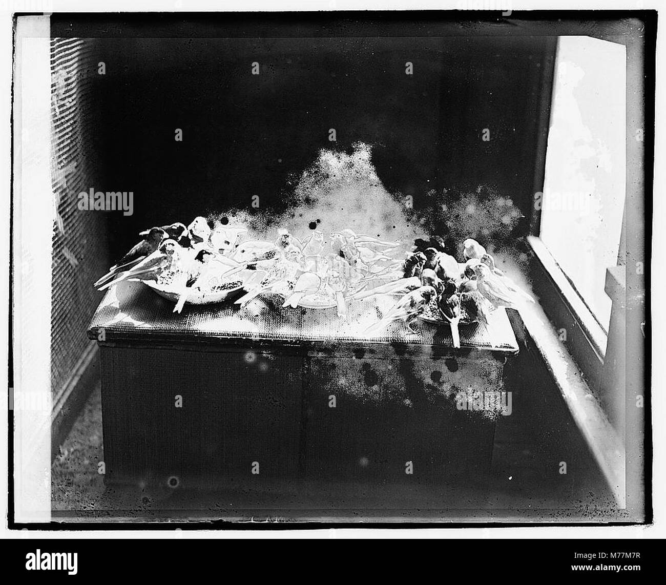 A photograph showcasing several canary birds, highlighting their ...