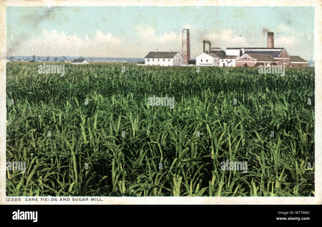 Early 1900s sugar cane industry hi-res stock photography and images - Alamy