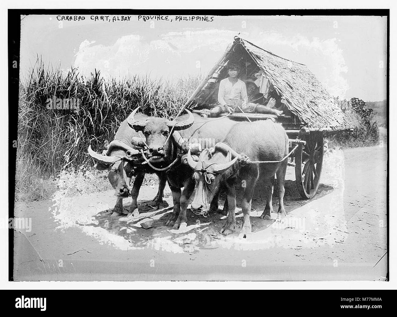 A photograph of a traditional Carabao cart in Albay Province ...