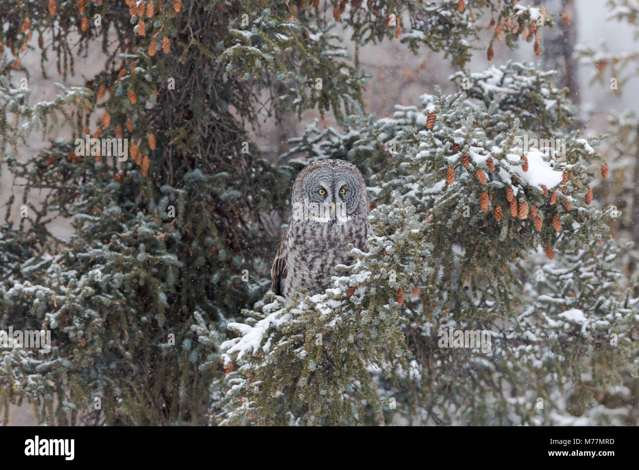 A cold evening with snow finds this Great Grey Owl hunting, hidden in ...
