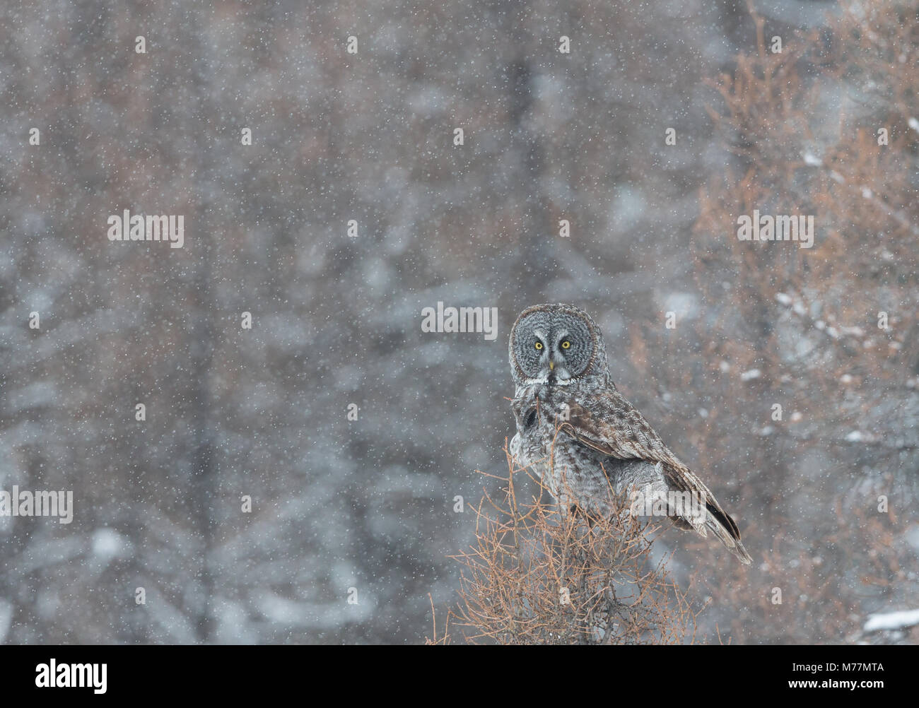 The Great Grey Owl hunting on a cold snowey evening Stock Photo - Alamy