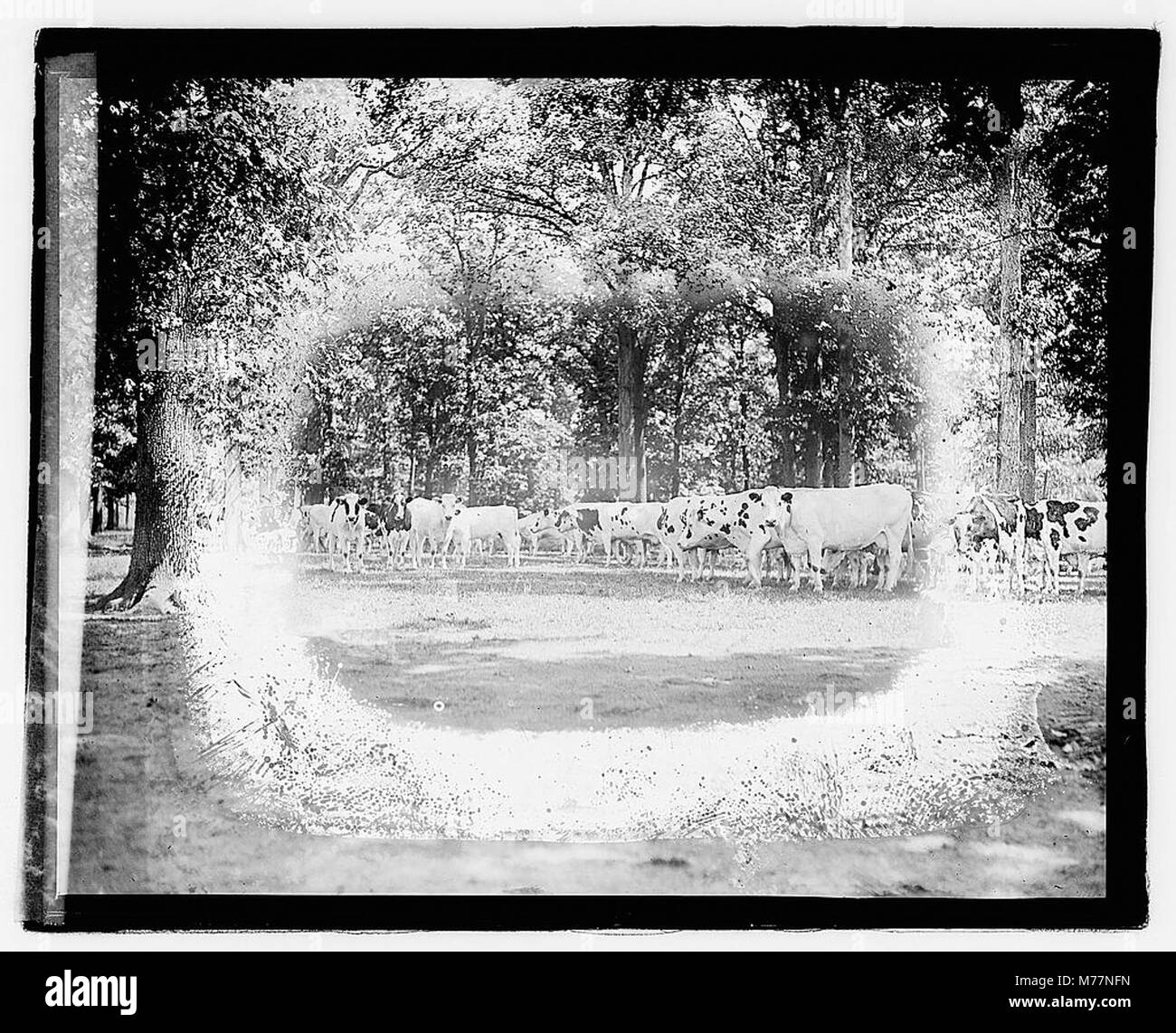 Soldiers and animals Black and White Stock Photos & Images - Alamy