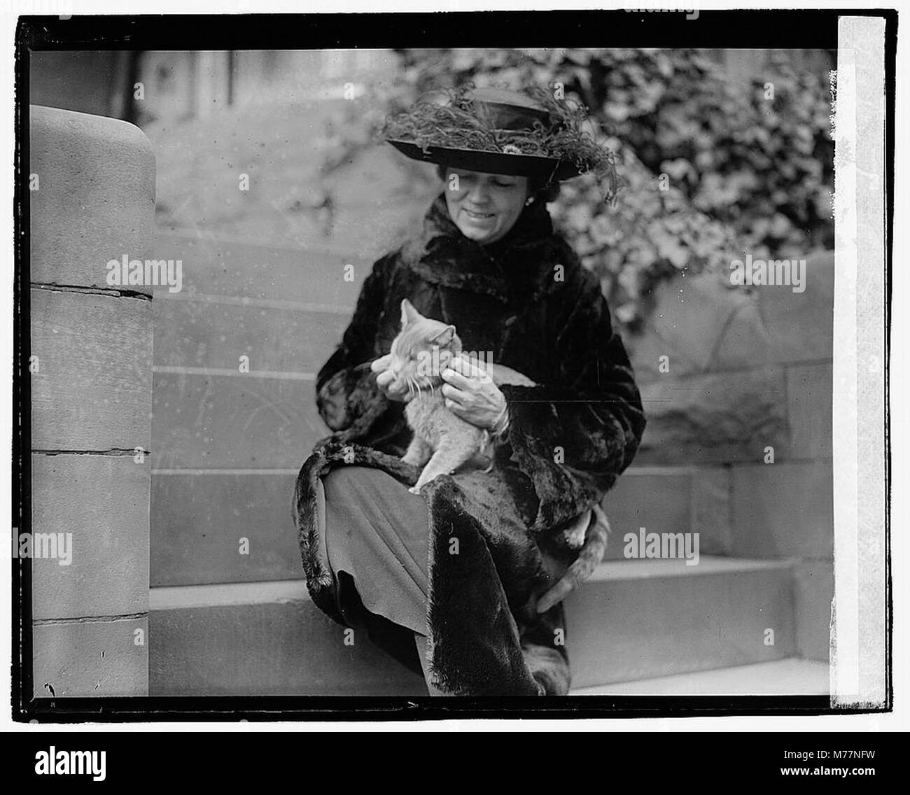 A photograph or illustration depicting a cat story, capturing an event ...