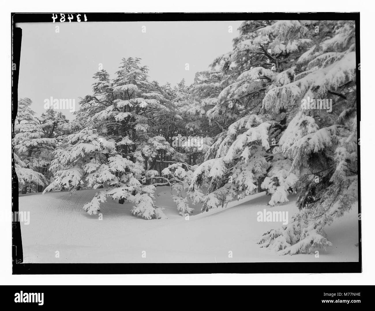 This photograph captures the serene beauty of a cedar grove ...