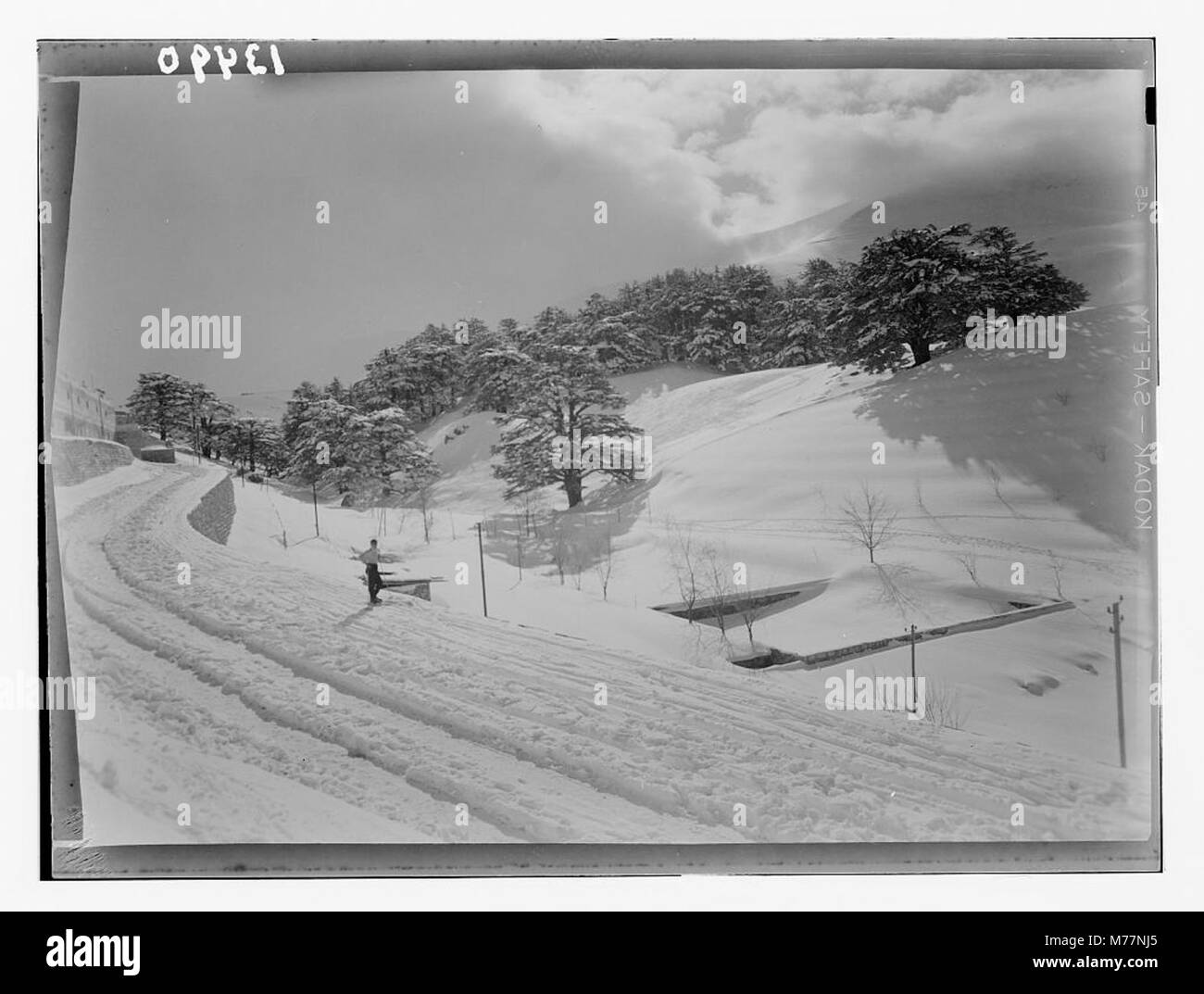A scenic image of a cedar grove, with a road leading up to a hotel ...