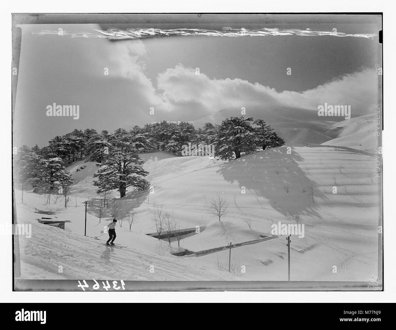 This image captures the serene beauty of cedar trees casting shadows ...
