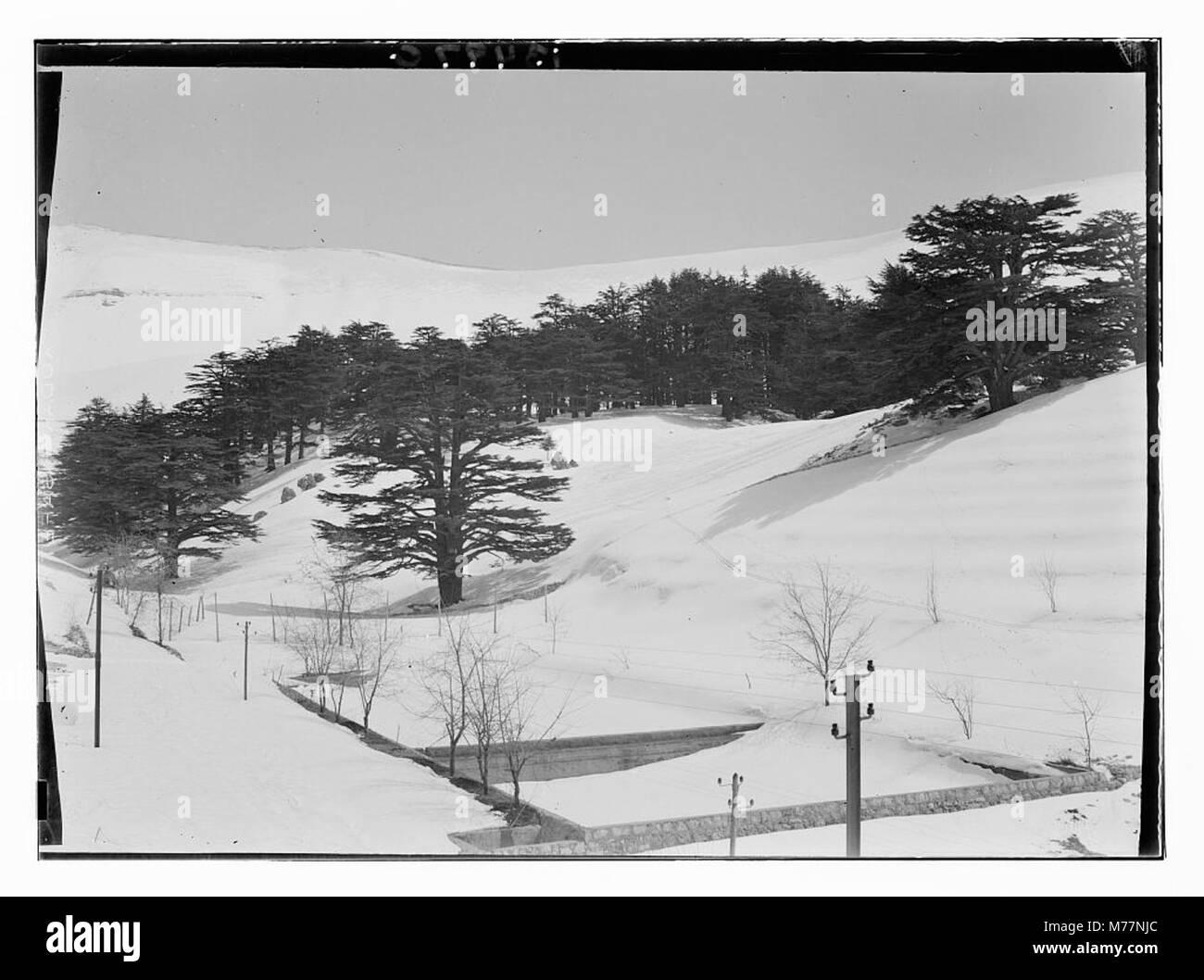 A photograph of cedar trees with no snow on their branches, showcasing ...
