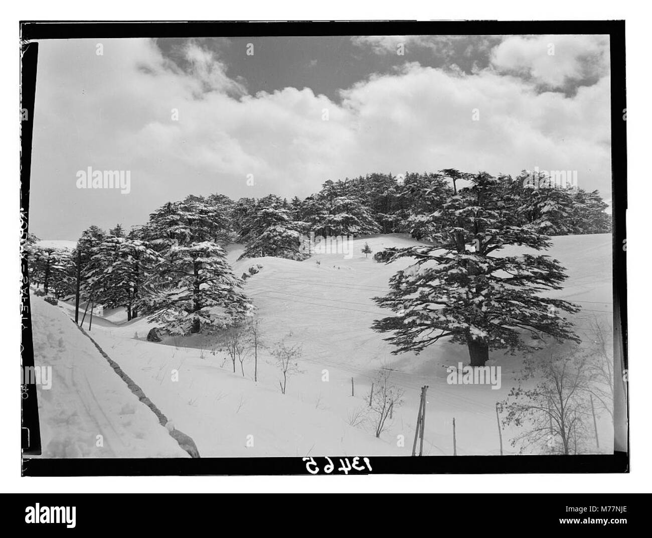 A scenic view of a grove of cedars, captured as seen from the approach ...