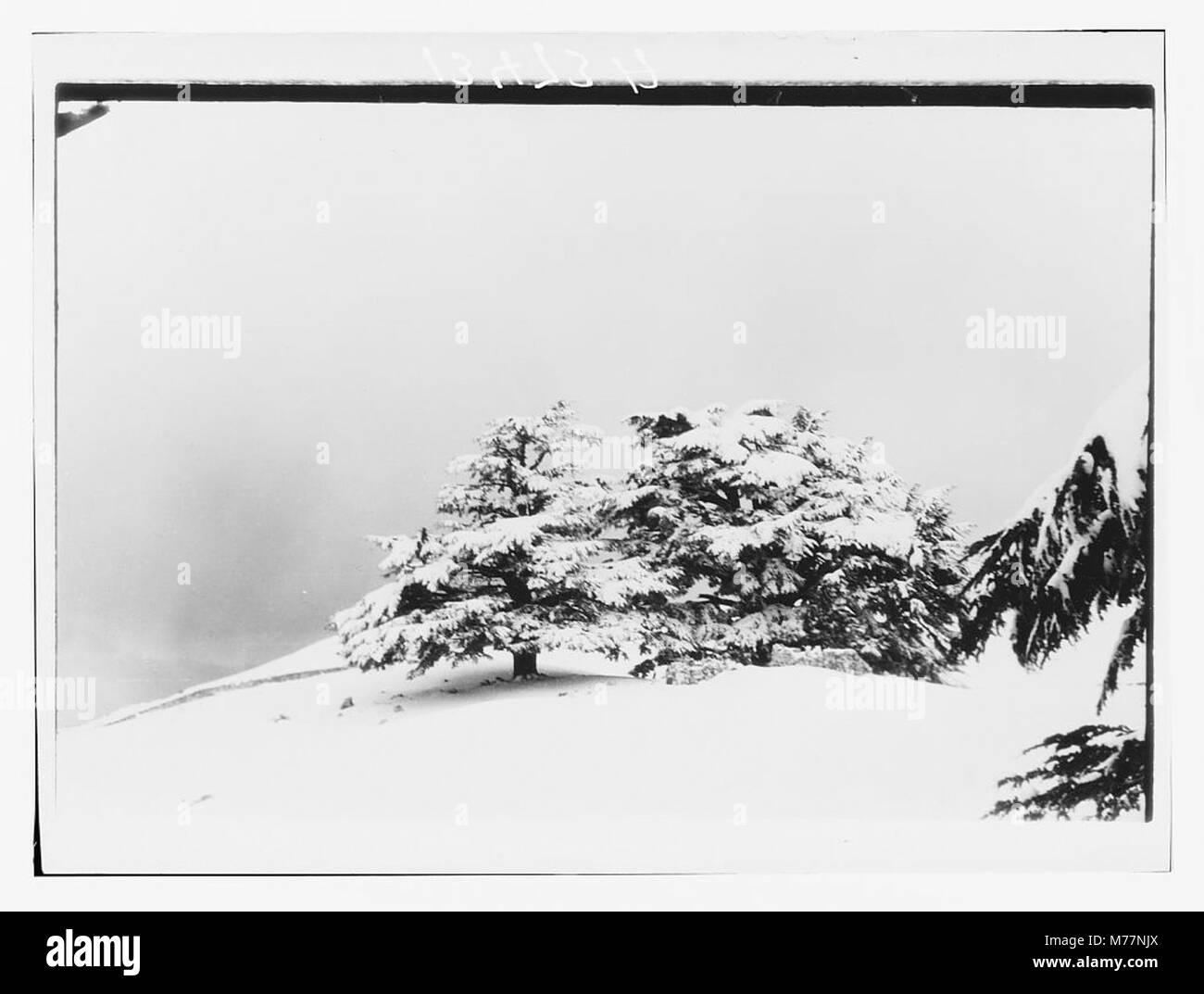 Two tall trees in Black and White Stock Photos & Images - Alamy