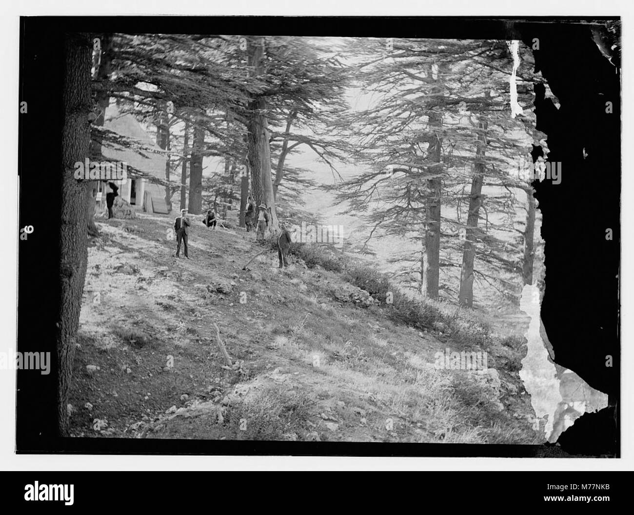 This image features the Cedars and Robinson family, cataloged under LOC ...