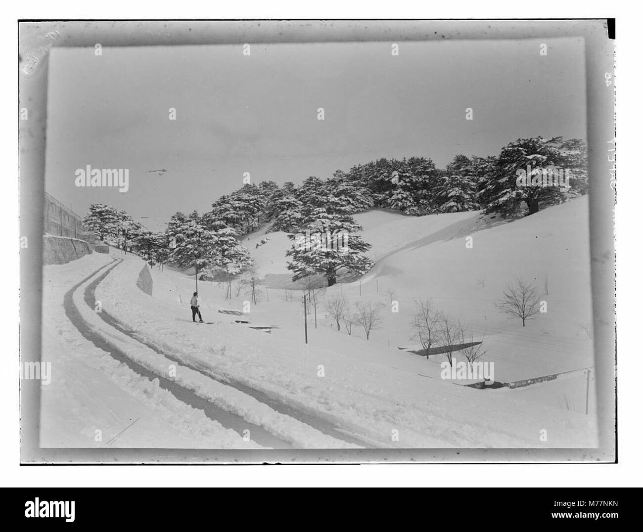 The cedars, a type of evergreen tree, are known for their durability ...