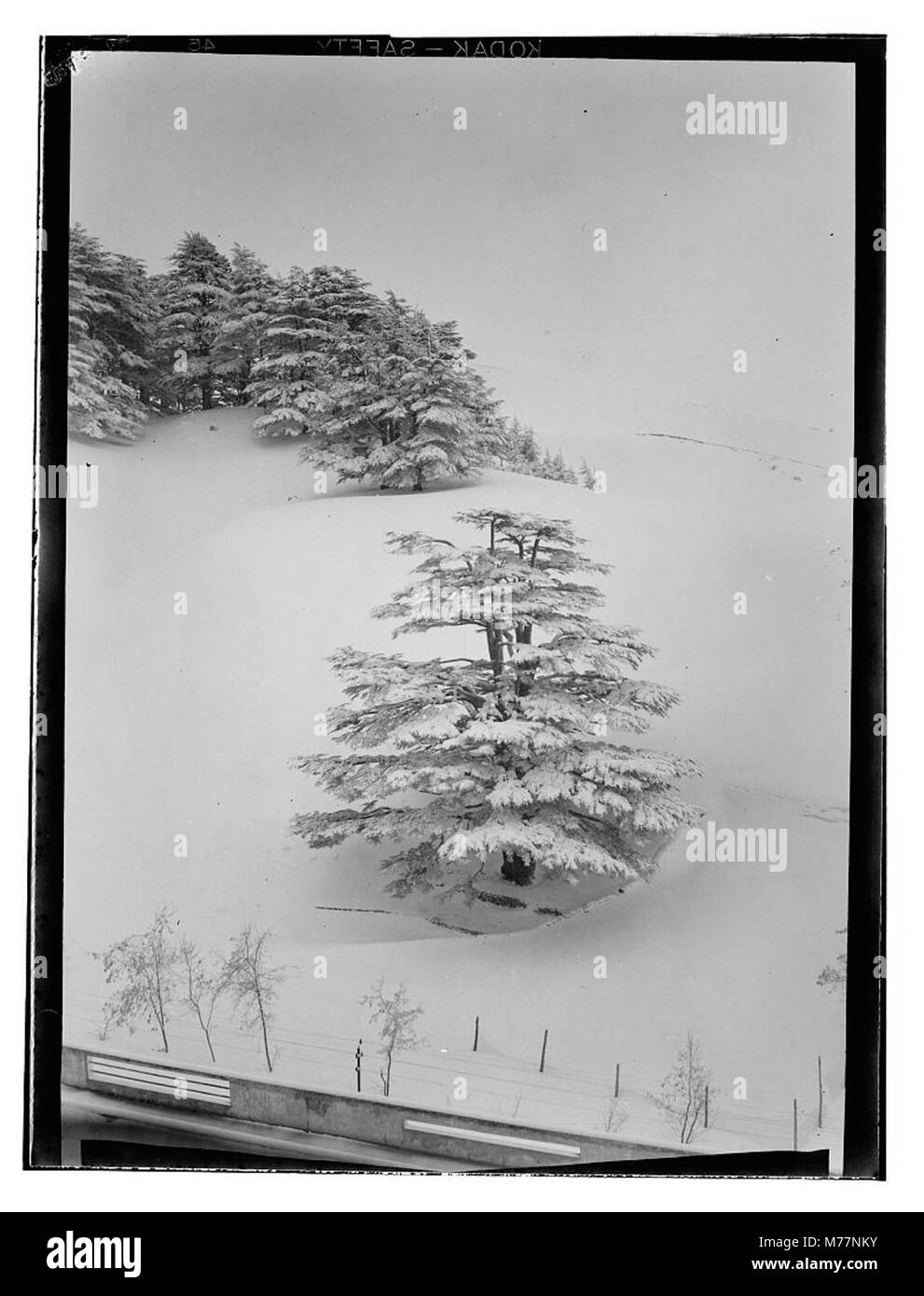 Towering beauty Cut Out Stock Images & Pictures - Alamy