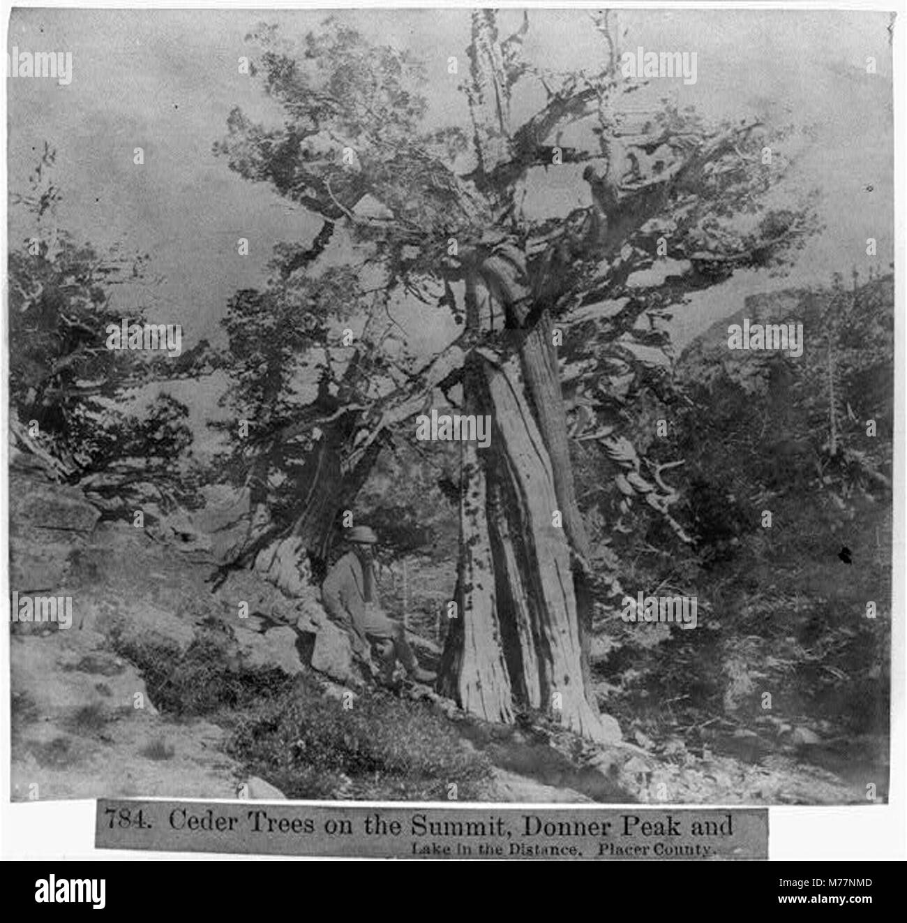 This image shows cedar trees on the summit of Donner Peak, with a view ...