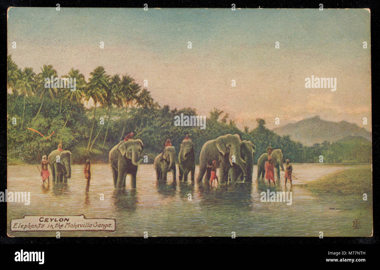 Ceylon Elephants in the Mahavilla Ganga (NBY 443175 Stock Photo - Alamy