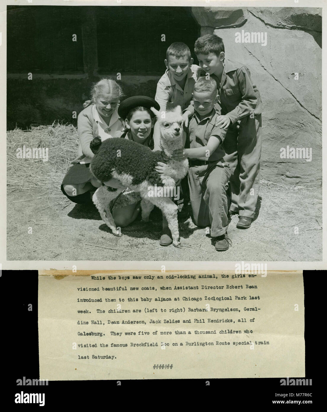 Children with alpaca, Brookfield Zoo, Brookfield, Illinois, 1940s (NBY ...