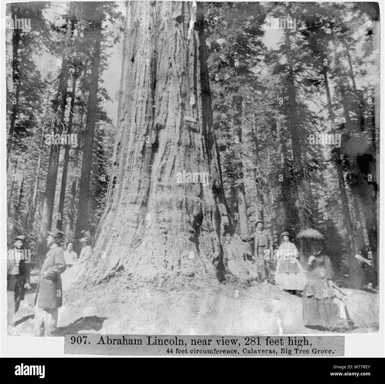 A close-up view of the Abraham Lincoln tree, a famous giant sequoia in ...