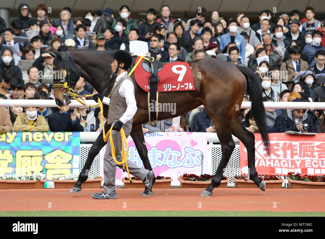 Hyogo, Japan. 3rd Mar, 2018. Lily Noble Horse Racing : Lily Noble is ...