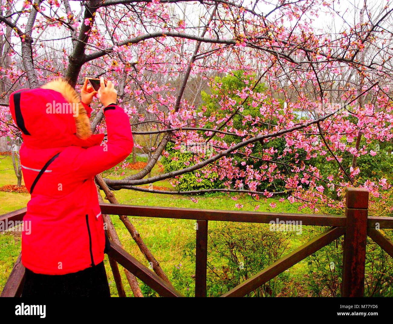 Shanghai, China. 8th Mar, 2018. A visitor takes photo under the cherry ...