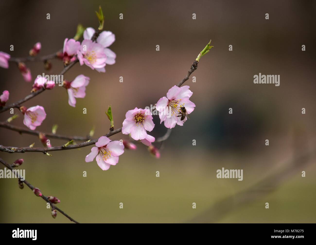 Srinagar, India. 9th Mar, 2018. Almond blossoms in full bloom as spring ...