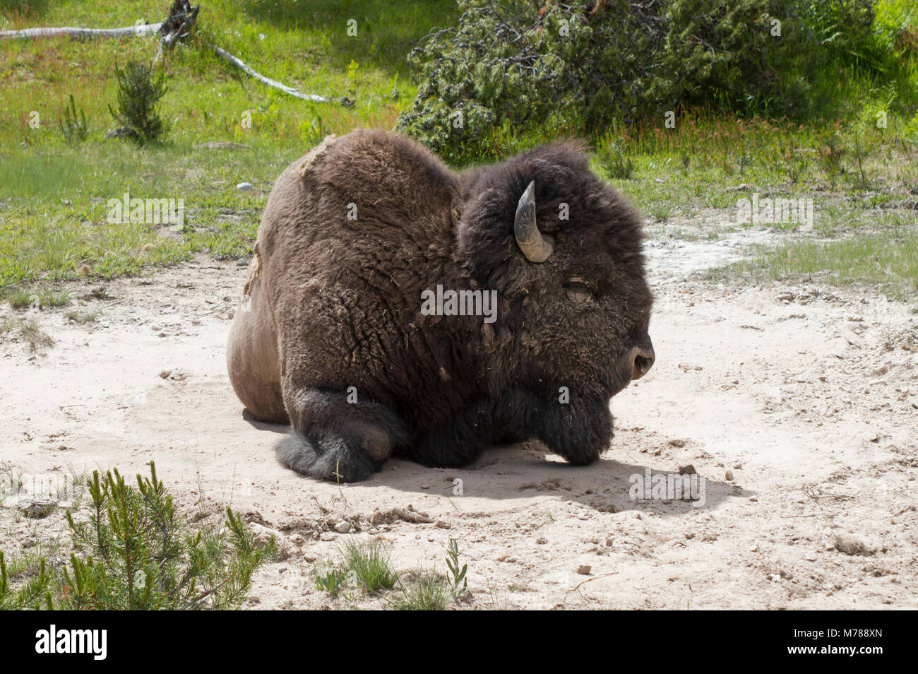Bull bison resting in wallow Stock Photo - Alamy