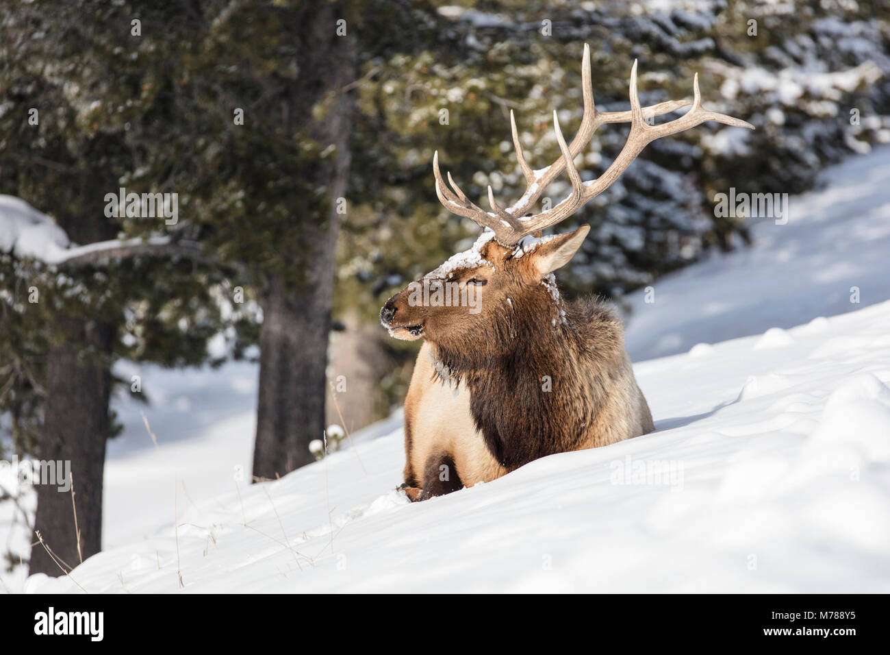 Bull Elk along the Madison River Stock Photo - Alamy