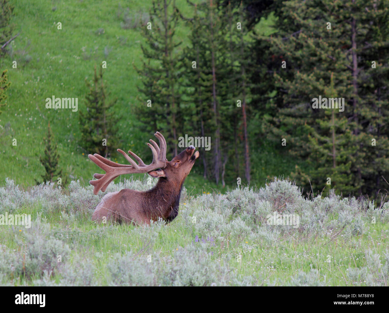 Bull elk at Canyon Stock Photo - Alamy