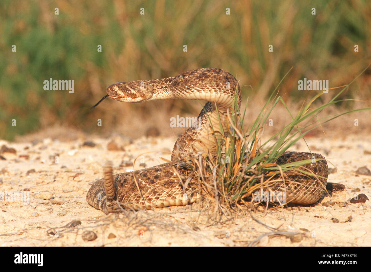02905-00310 Western Diamondback Rattlesnake (Crotalus atrox) Starr Co ...