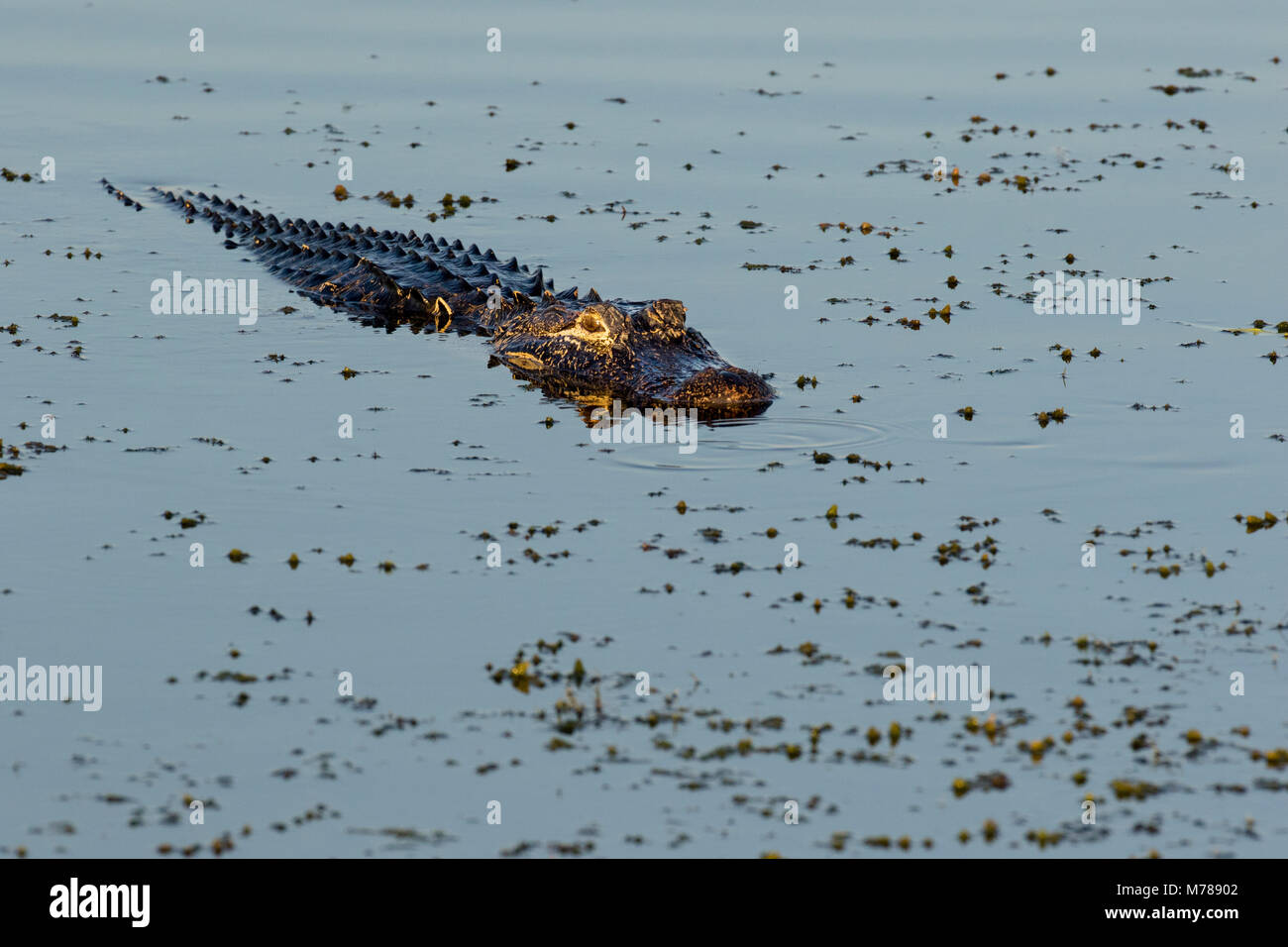 American alligator viera wetlands hi-res stock photography and images ...