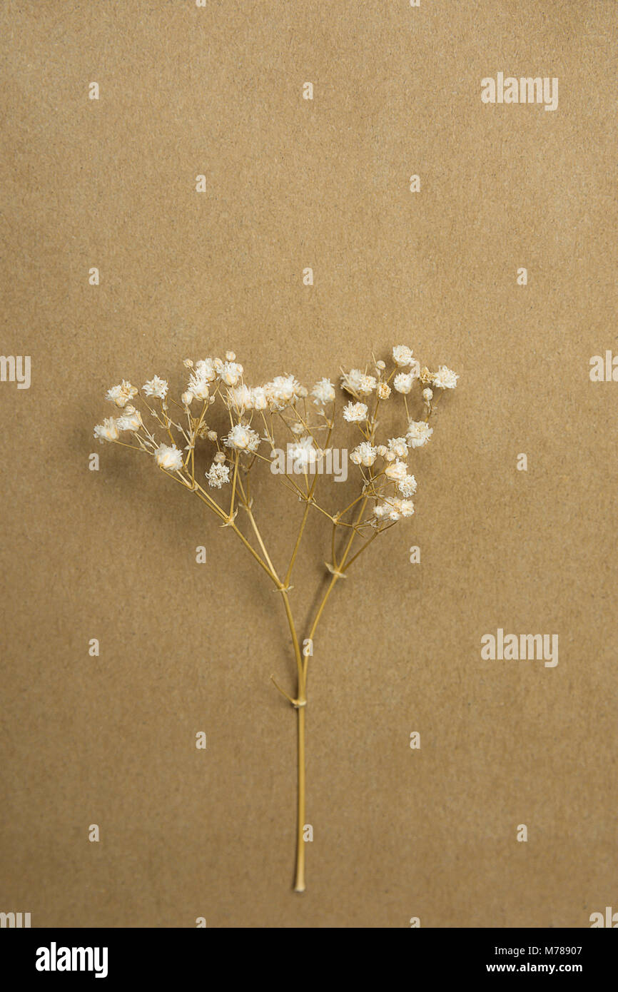 Twig of Small White Dry Spring Flowers on Craft Paper Background in ...