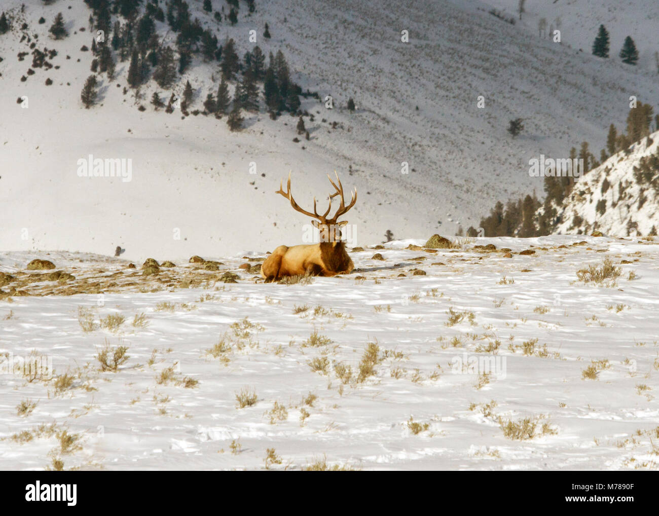 Bull elk sleeping hi-res stock photography and images - Alamy