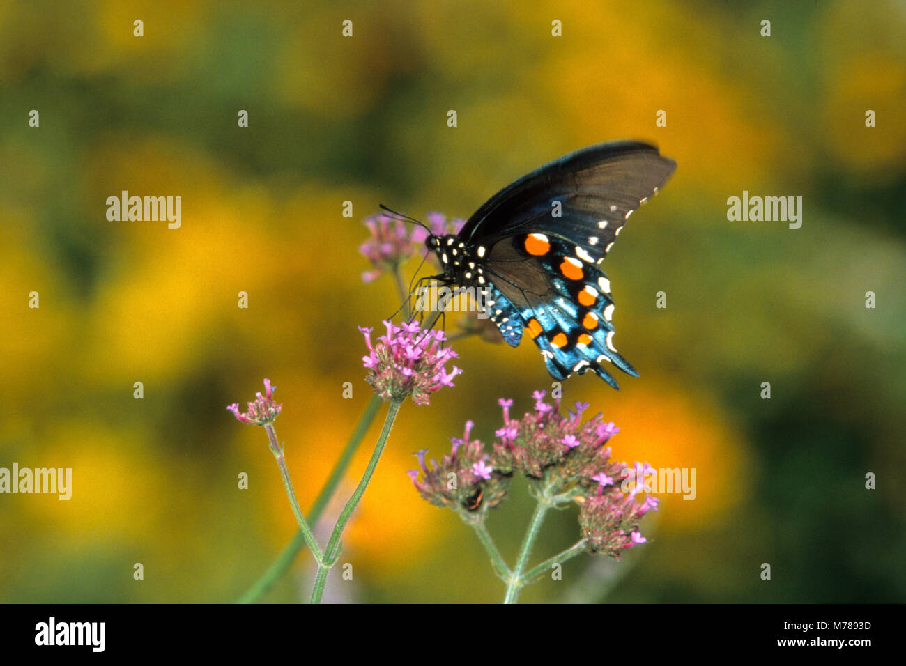 03004-004.20 Pipevine Swallowtail butterfly (Battus philenor) male on ...