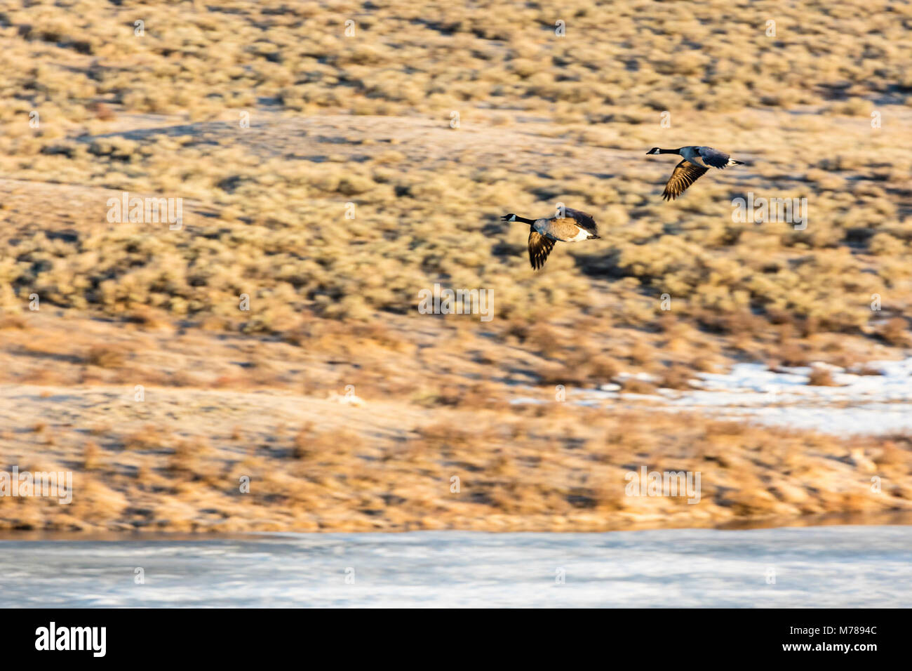 Blacktail ponds hi-res stock photography and images - Alamy